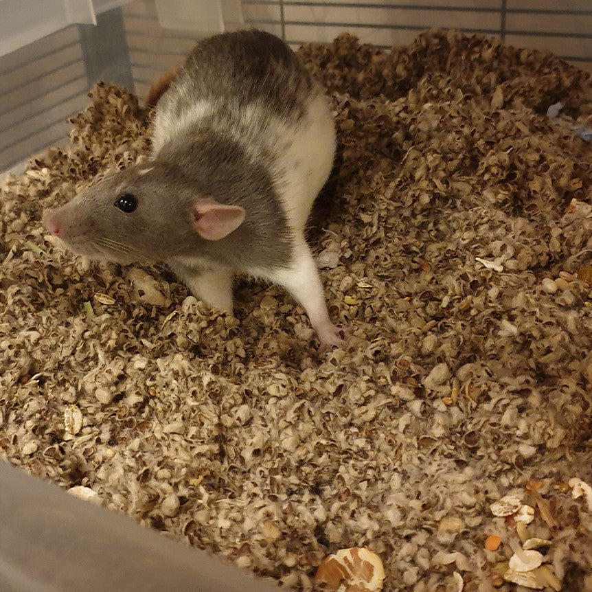 Bottenströ Cotton – Everkin Critters